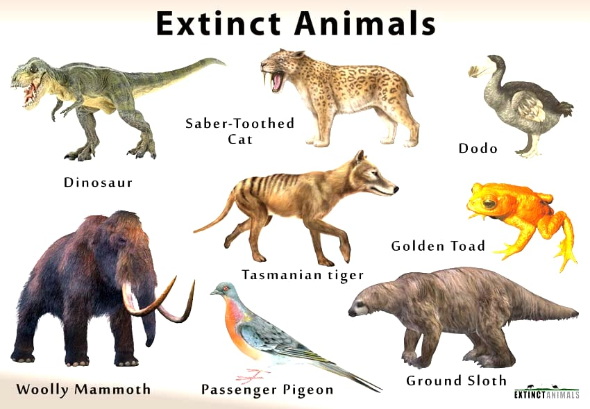Extinct Animals: Lessons from the Past