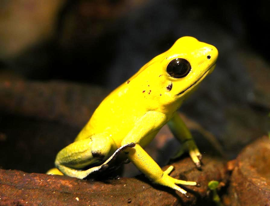 Discover the Golden Poison Dart Frog: Habitat, Toxicity, and Ecological ...