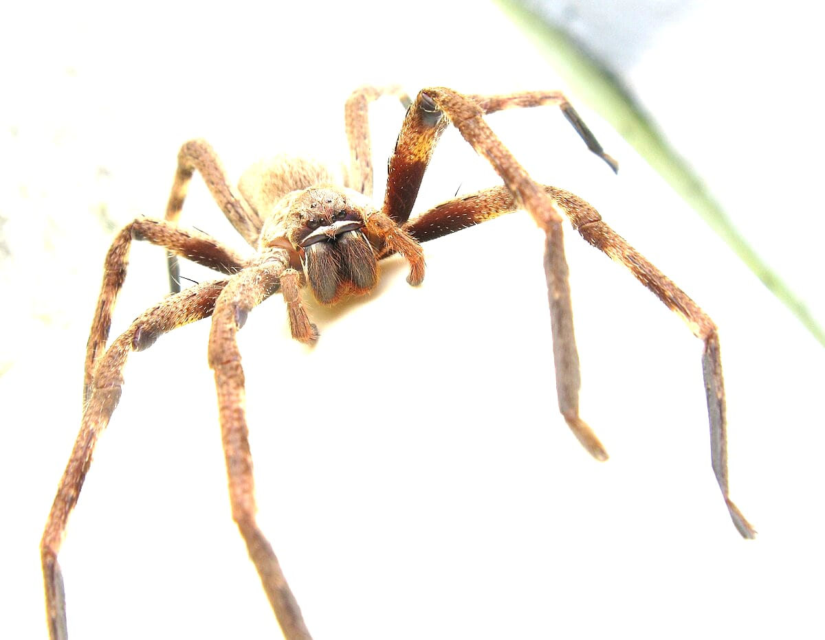 Complete Guide to Huntsman Spiders