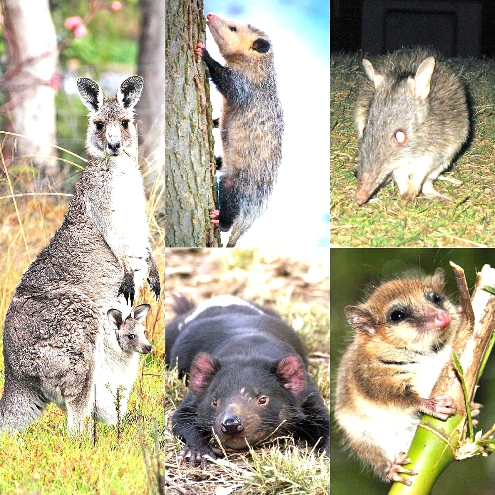 Explore Marsupials: Unique Mammals and Their Fascinating Traits