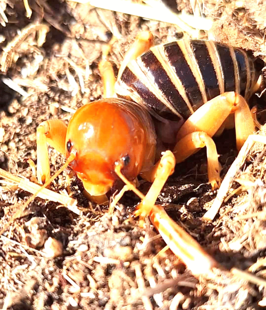Potato Bugs: Impact, Control Methods, and Recent Developments