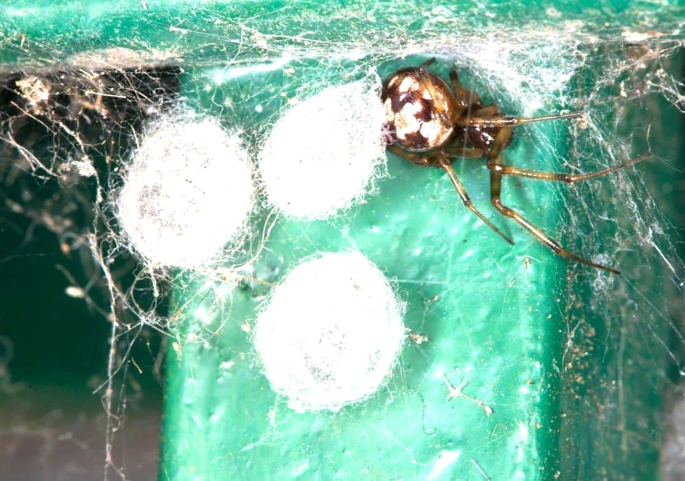 Spider Eggs: Lifecycles and Habits Explained
