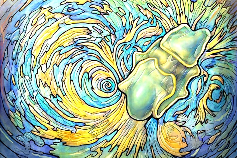 Starfish Water Whorls: Survival Techniques of Larvae