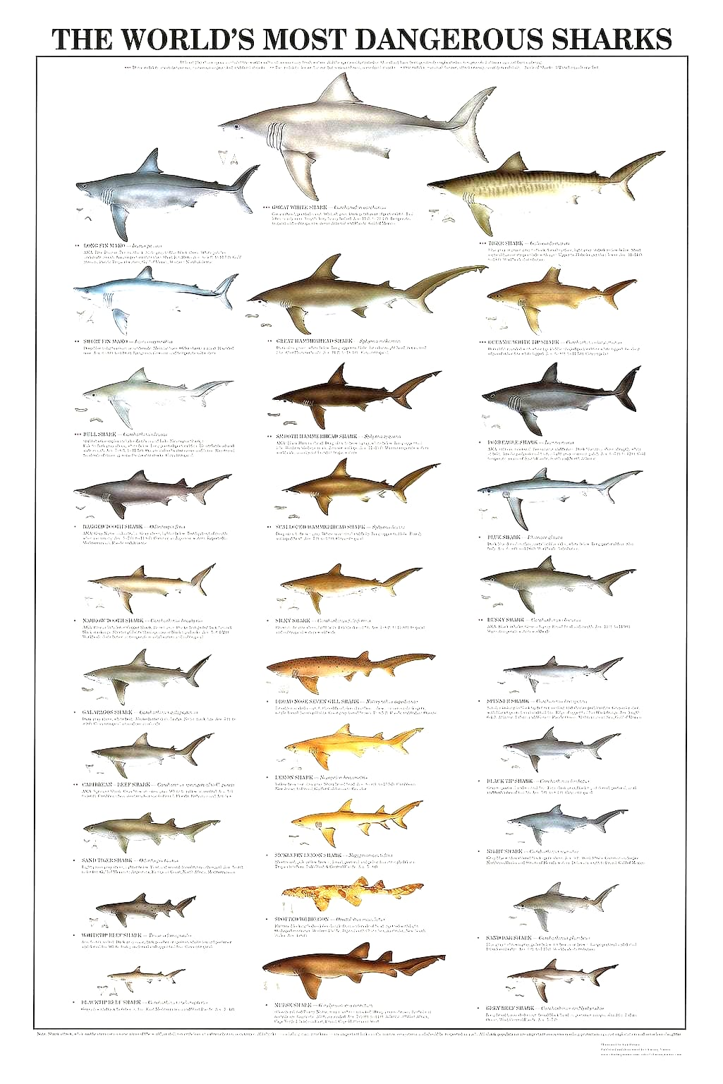 Top 10 Dangerous Sharks: Behavior and Risks