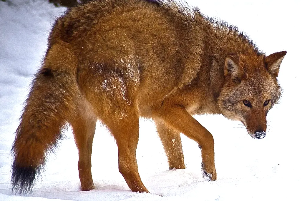 Coywolves: Characteristics, Behavior, and Conservation