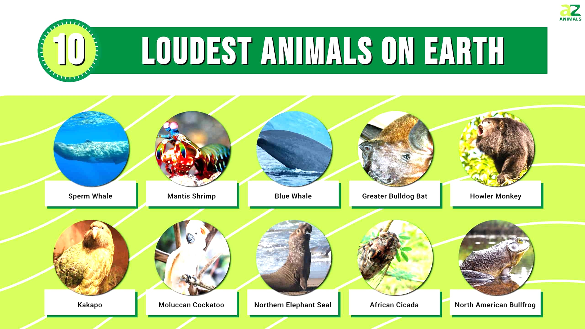 Discover the 20 Loudest Animals on Earth