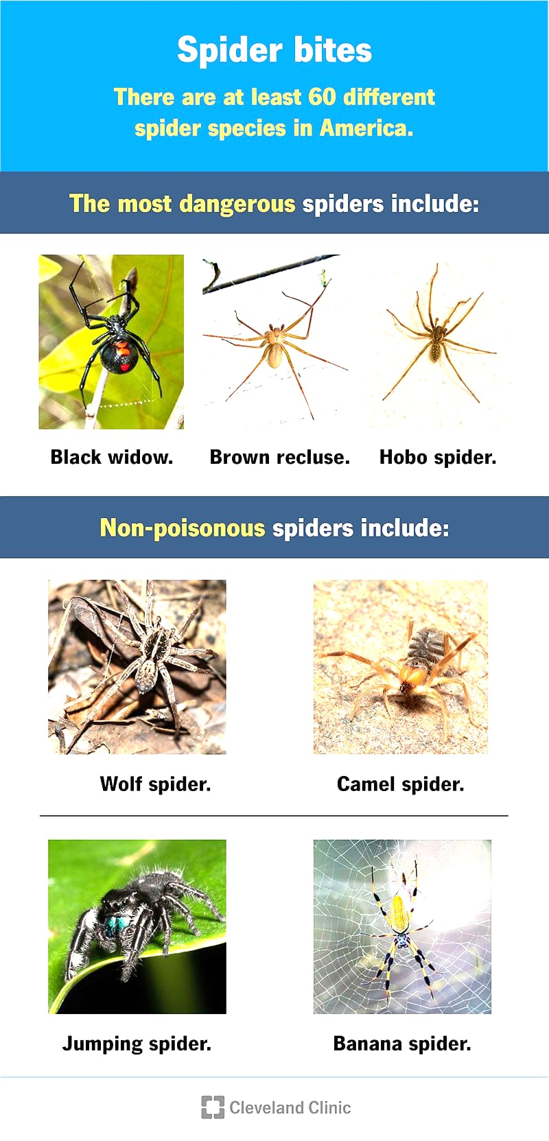 Exploring Spider Venom: Its Ecological Importance and Medicinal Potential