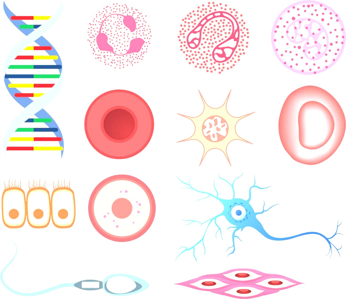Human Cells: Types, Functions, and How They Interact