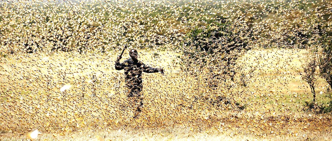 Understanding Locust Swarms: Triggers, Impacts, and Control Measures