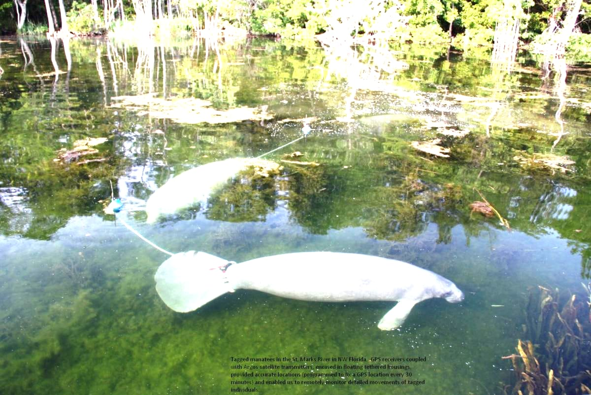 Explore Manatees: Their Diet, Size, and Habitats