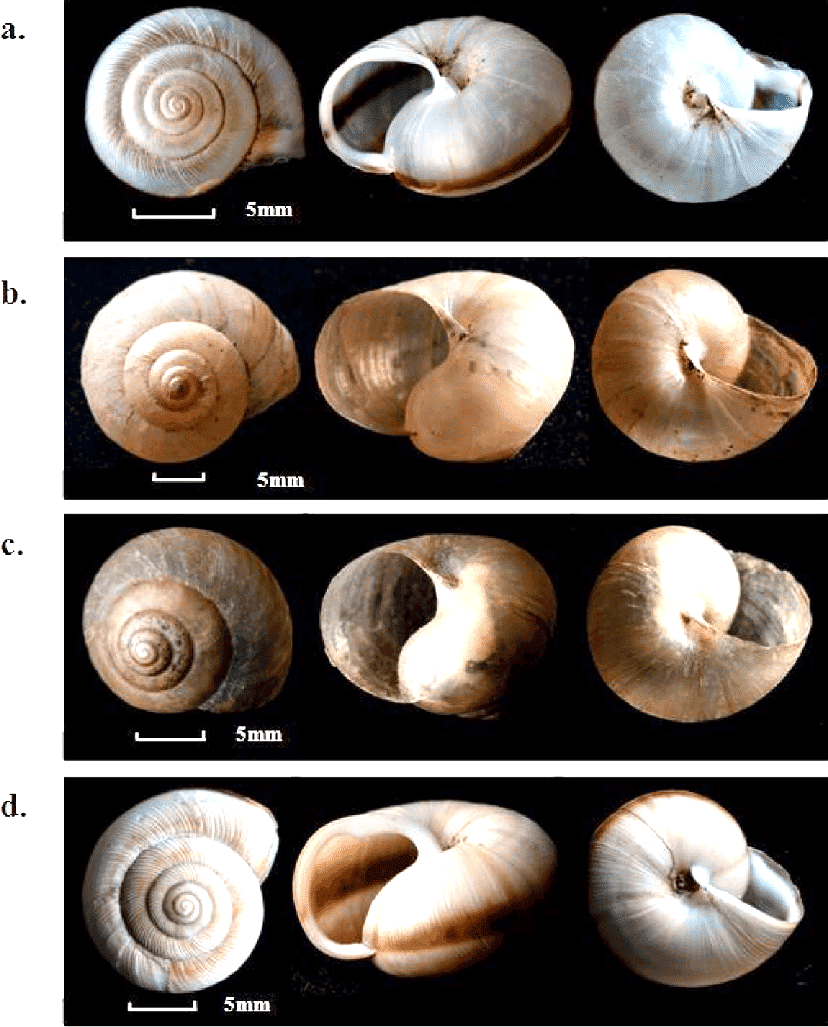Discover the Fascinating World of Snail Shells: Growth and Survival