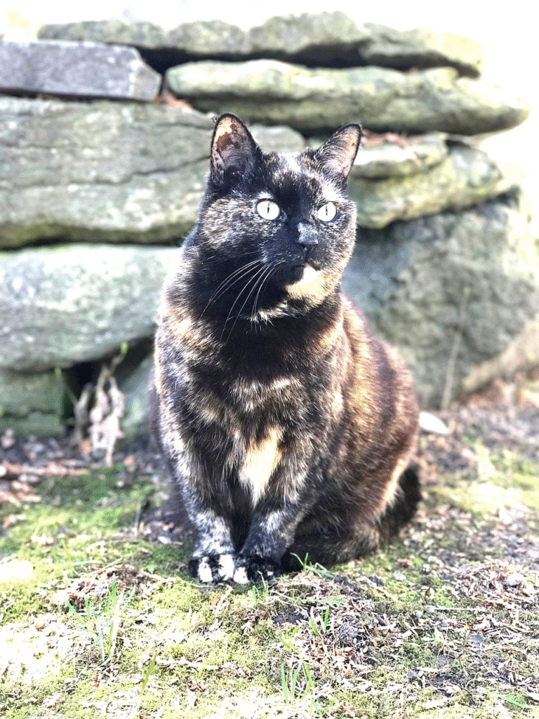 Explore Unique Traits of Tabby, Tortoiseshell, Calico, and Tuxedo Cats