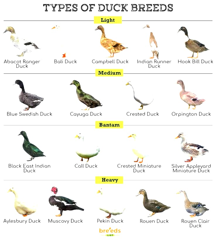 Explore Different Types of Ducks: Dabbling, Diving, and Perching