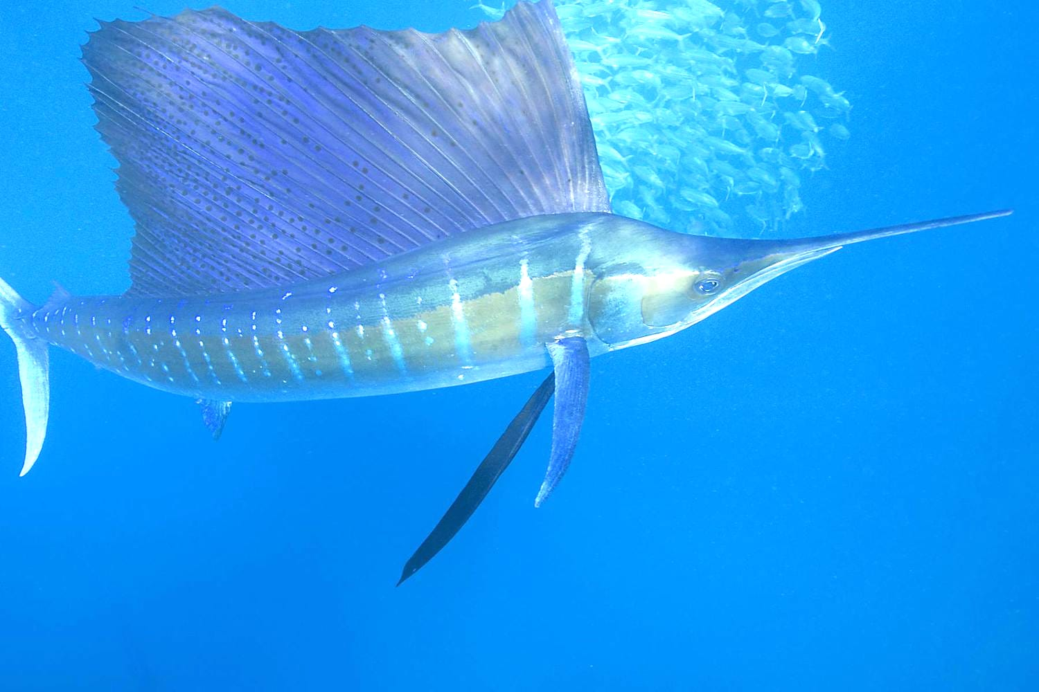 Discover the Fastest Fish in the Ocean: Black Marlin and More