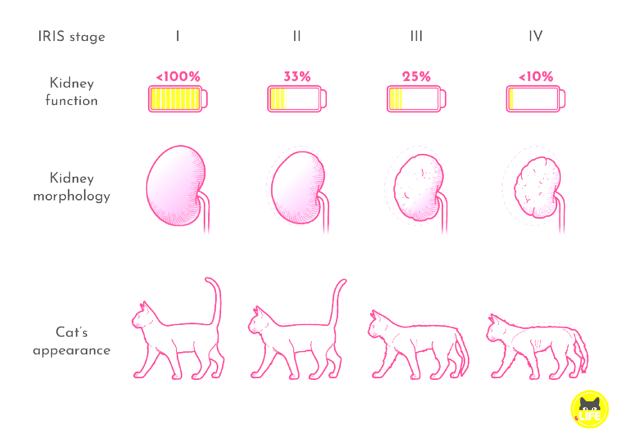 Kidney Disease in Cats: Understanding Symptoms and Treatment Options