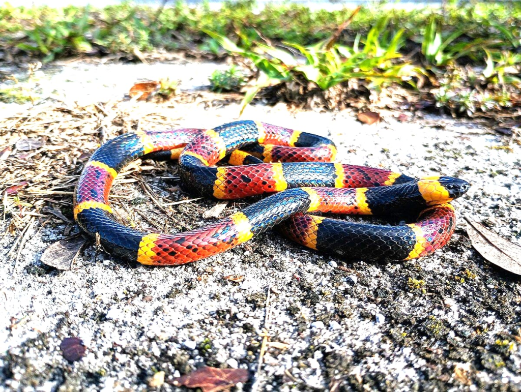 Coral Snakes: Identification, Habitat, Diet, and Venom Effects