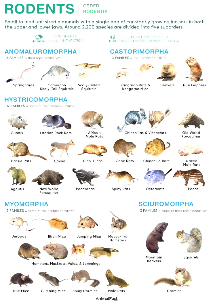 Discover the Importance of Rodents in Nature and Society
