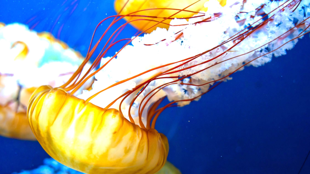 Jellyfish Venom: Understanding Its Role and Risks