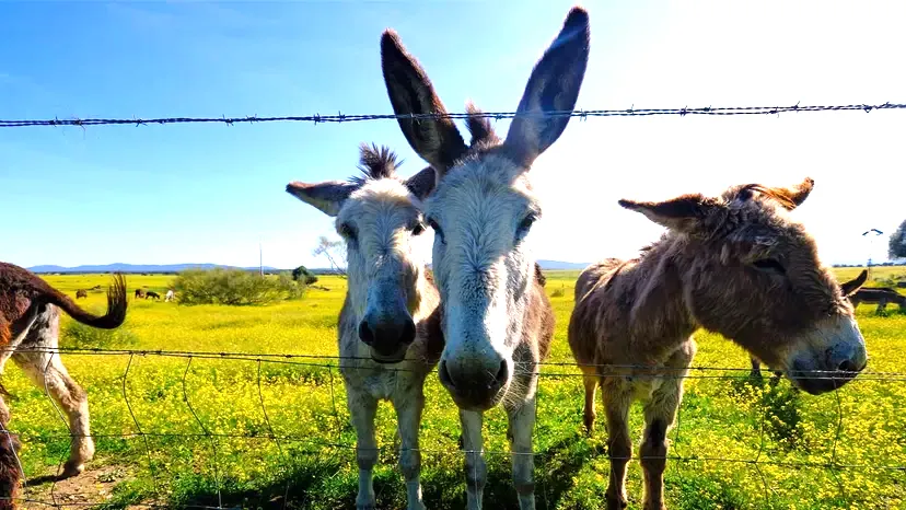 Macaw Behavior and Communication: What You Need to Know