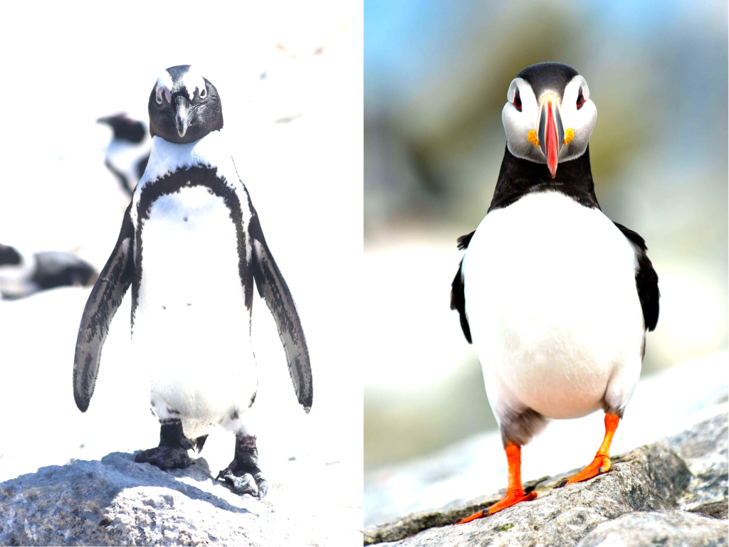 Penguins vs Puffins: Key Differences and Similarities